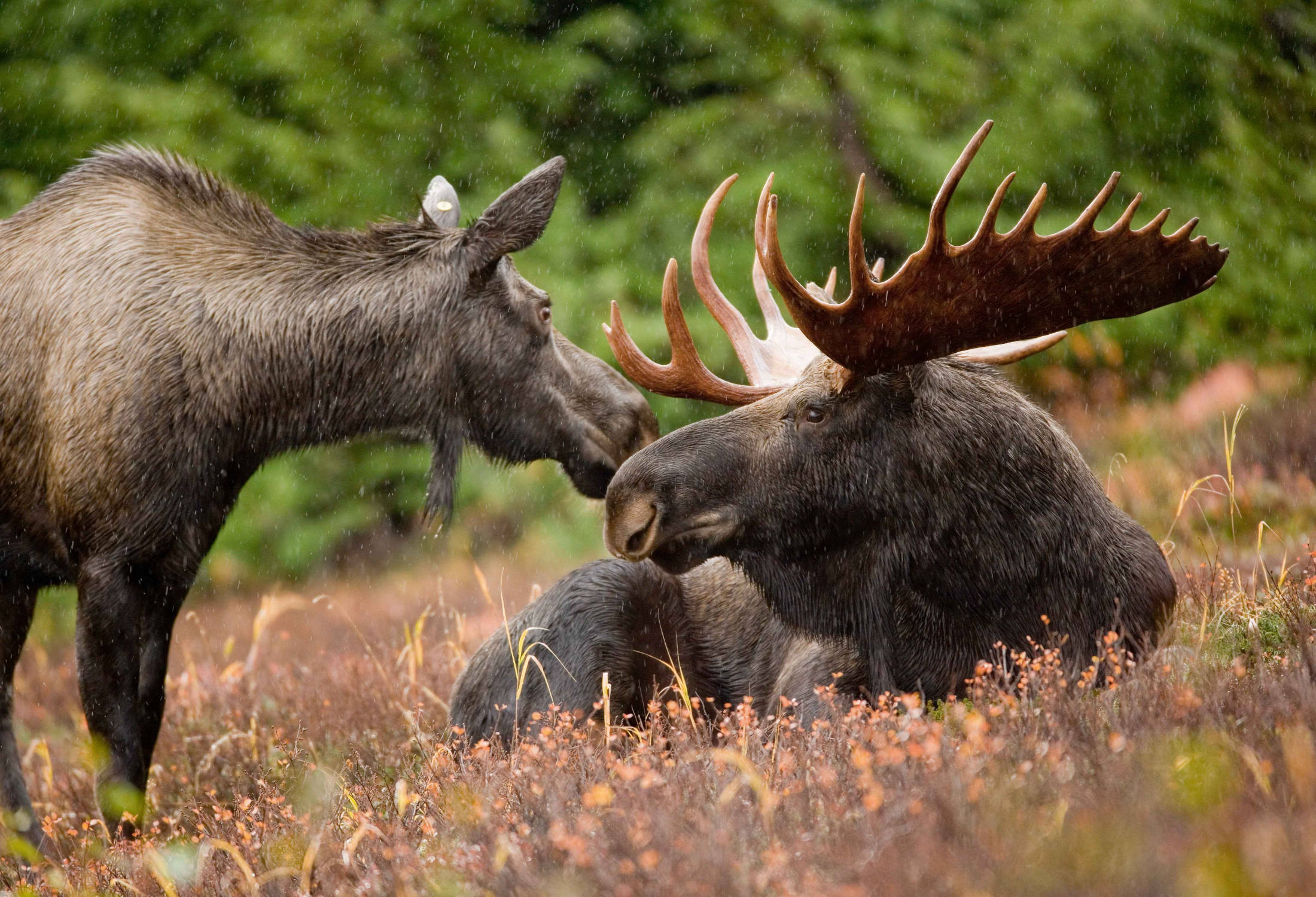 Meraviglie dell'Alaska 2020con guida in italiano