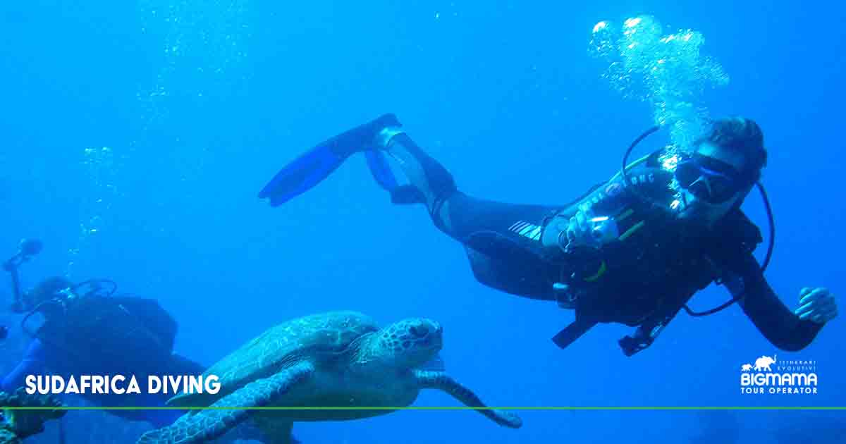 Sudafrica diving tour ideale per coppie e piccoli gruppi