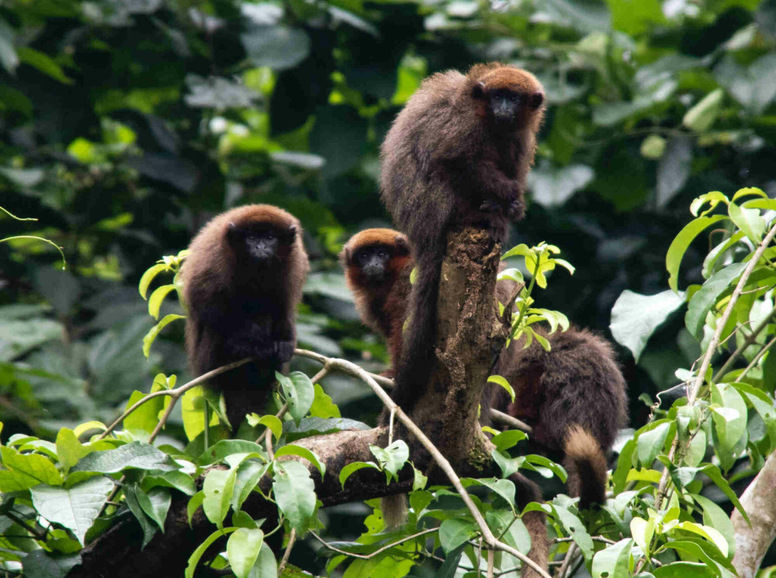 Amazzonia Peru Estensione da abbinare a un viaggio in Perù